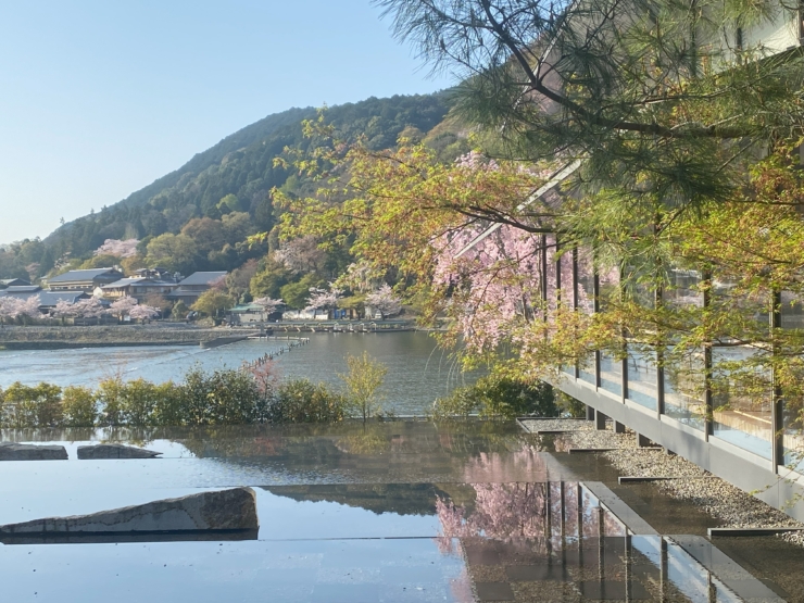 fukubi-cherryblossoms | 京都・嵯峨嵐山 福田美術館 -FUKUDA ART MUSEUM-